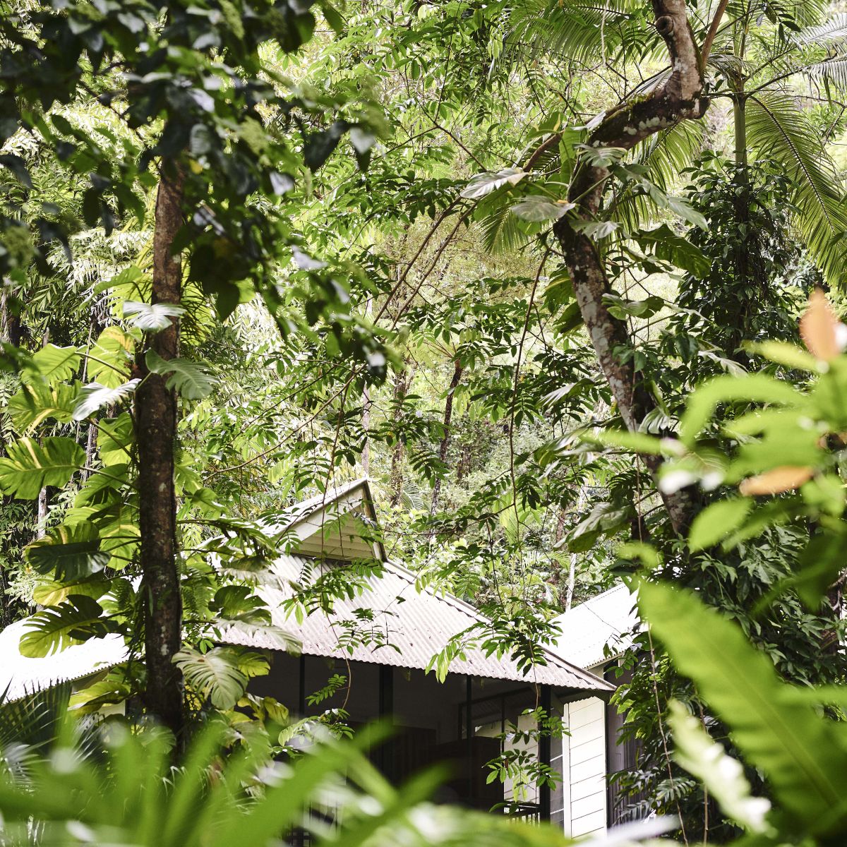 Daintree Village | Visit Port Douglas Daintree